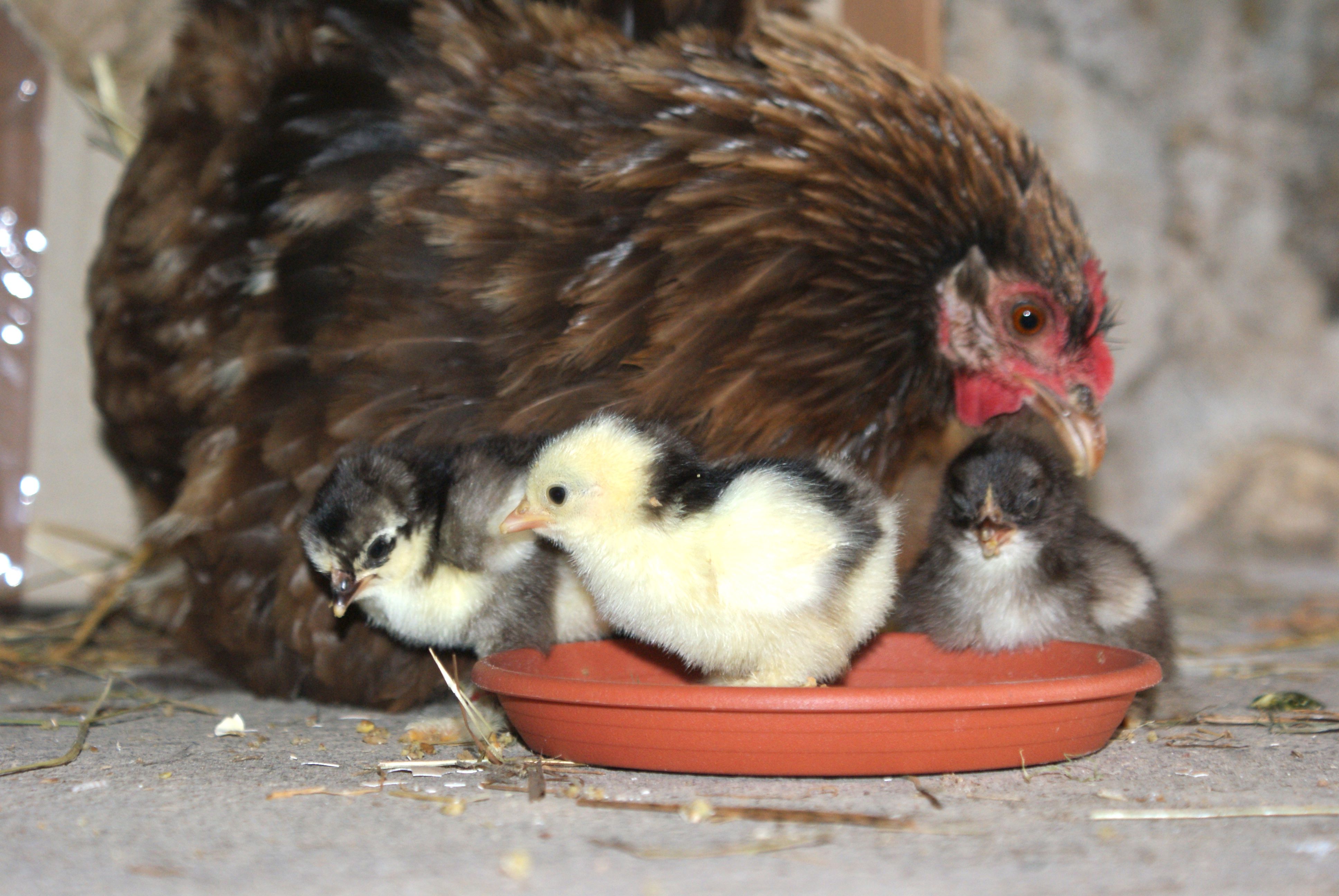 SONY DSC | Oeuf, Poule et Poussin (OPP)