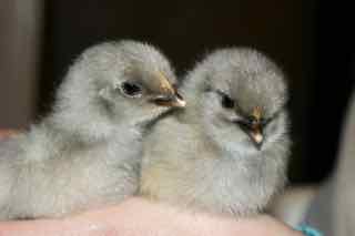 Alex Arya | Oeuf, Poule et Poussin (OPP)